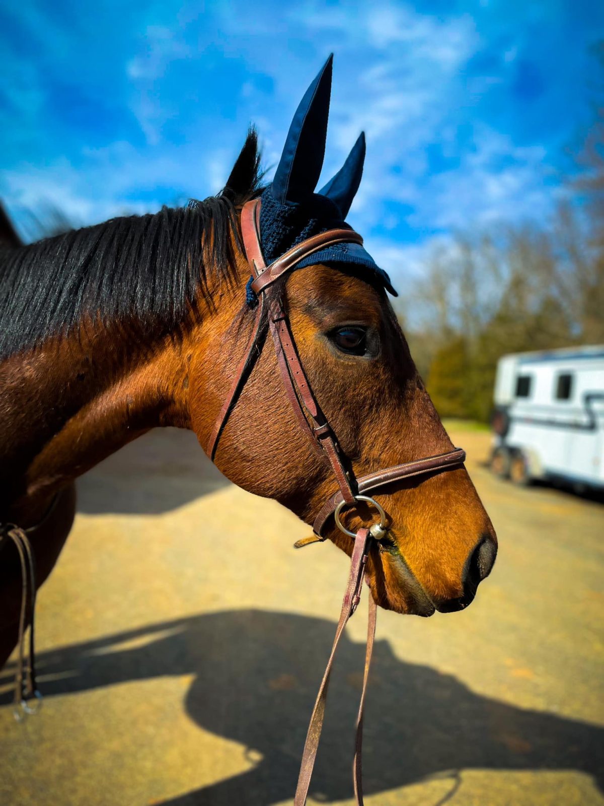 Horseback Riding Lessons - Silver Eagle Stable