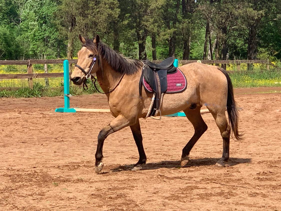Horseback Riding Lessons - Silver Eagle Stable