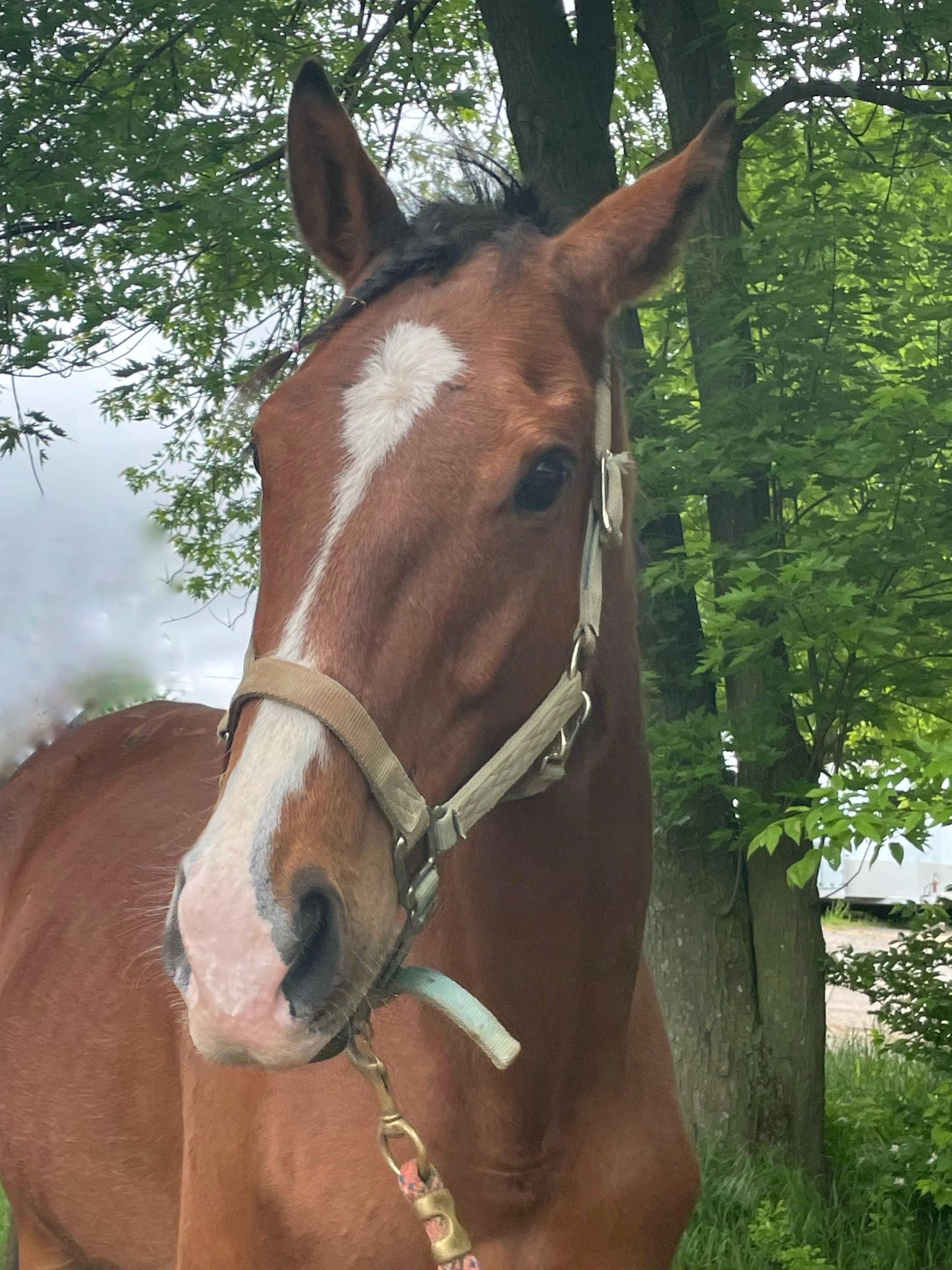Horseback Riding Lessons - Silver Eagle Stable