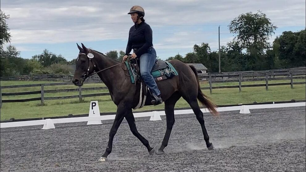 Horseback Riding Lessons - Silver Eagle Stable